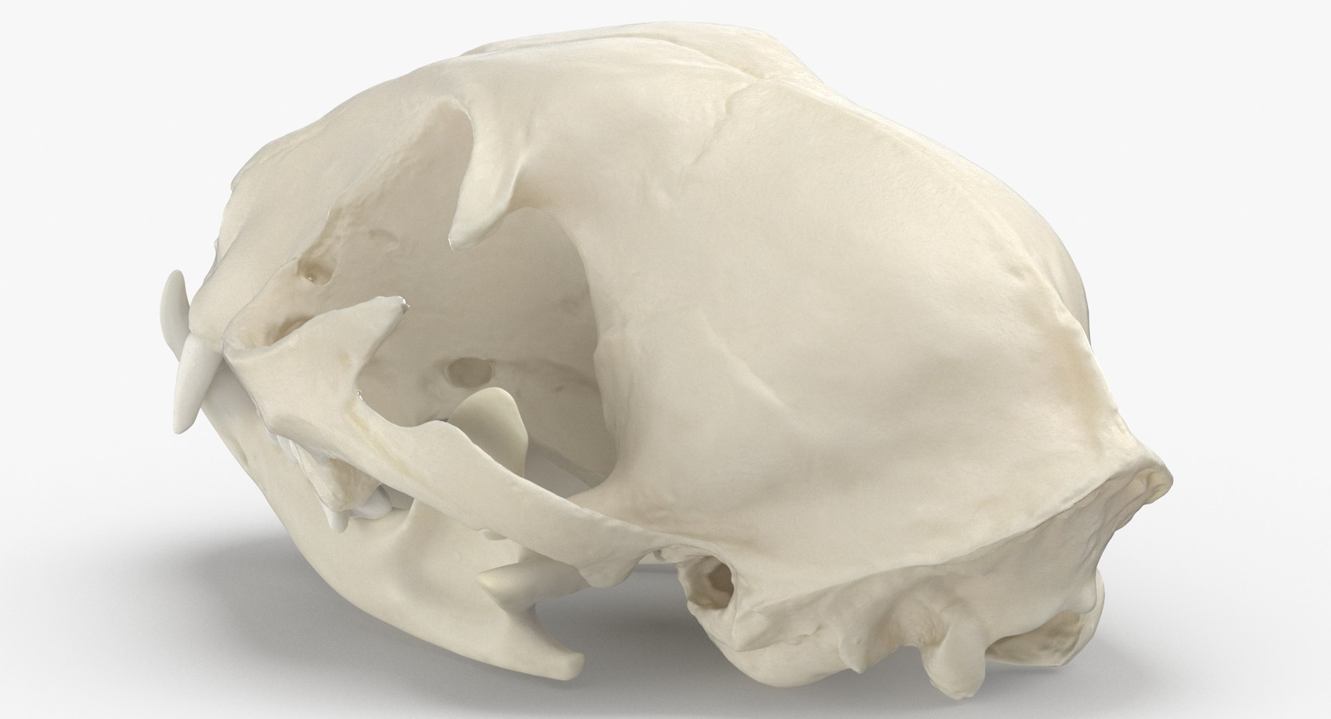 3D Domestic Cat Skull Jaw - TurboSquid 1598161