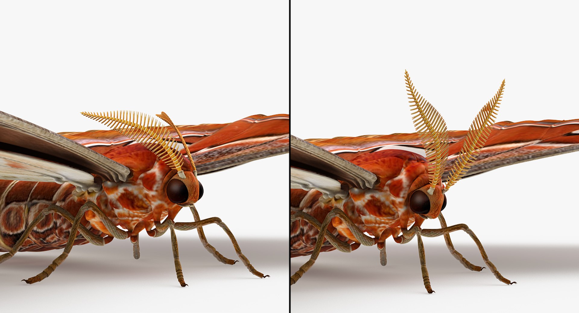 Atlas moth rigged 3D model - TurboSquid 1199241