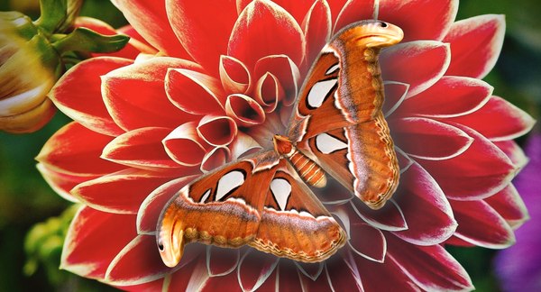 Atlas Moth为Maya索具3D模型 - TurboSquid 1199241