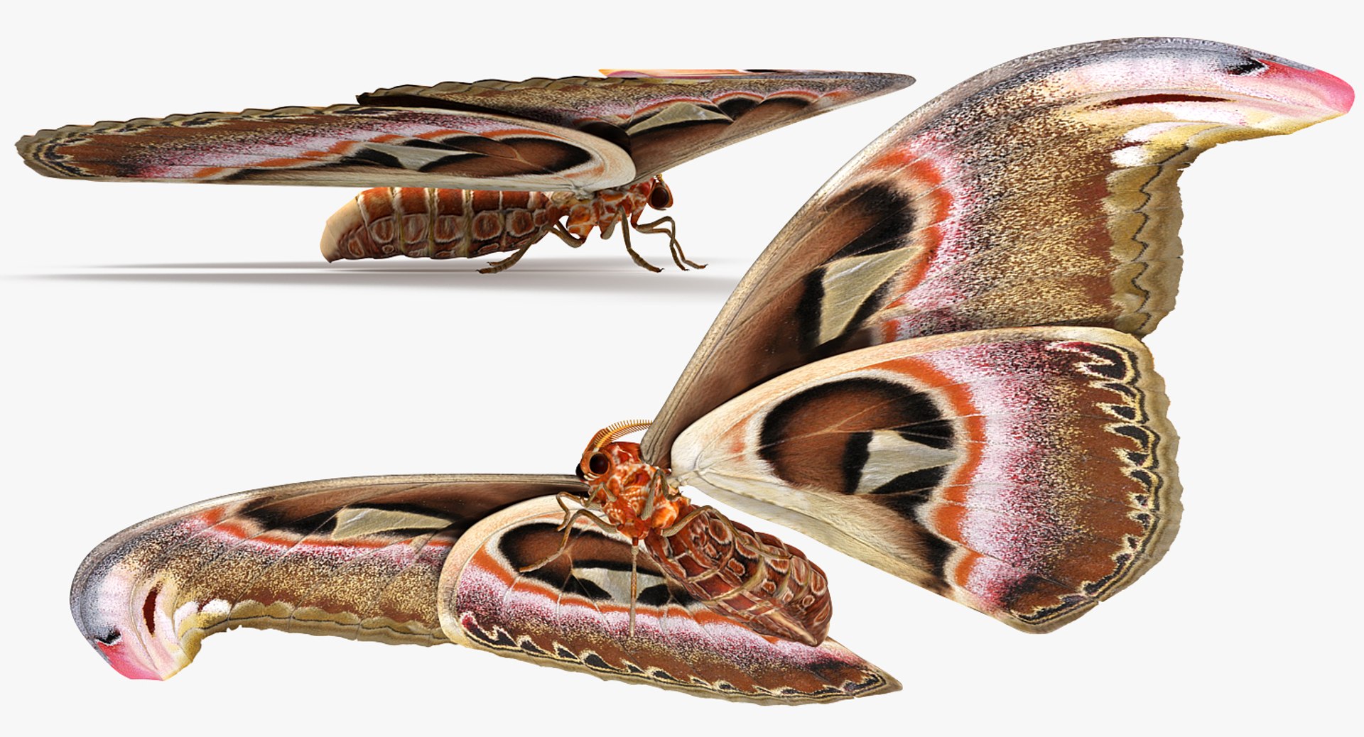 Atlas moth rigged 3D model - TurboSquid 1199241