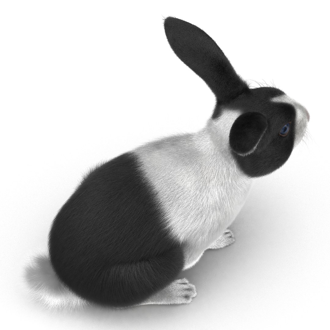 3d Model Black Rabbit Pose 3