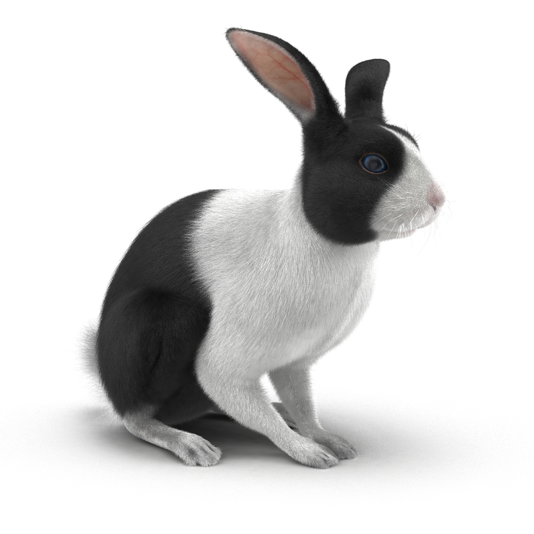 3d Model Black Rabbit Pose 3