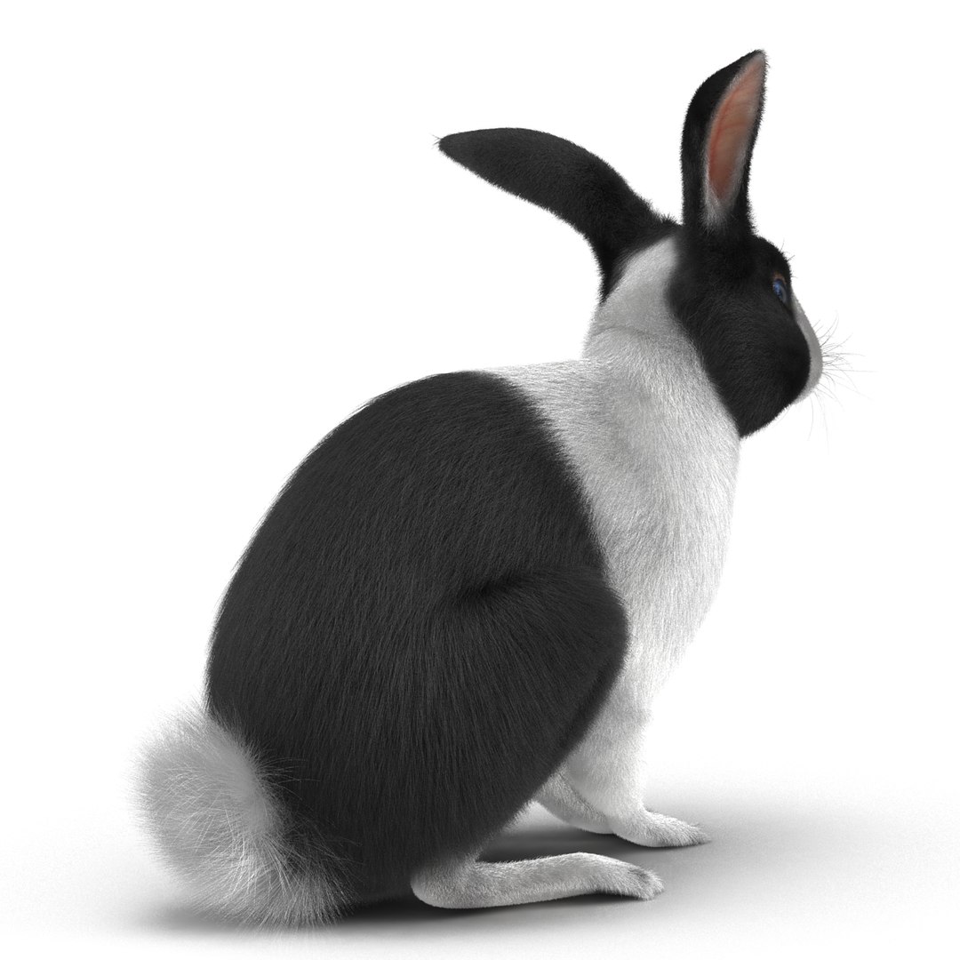 3d Model Black Rabbit Pose 3