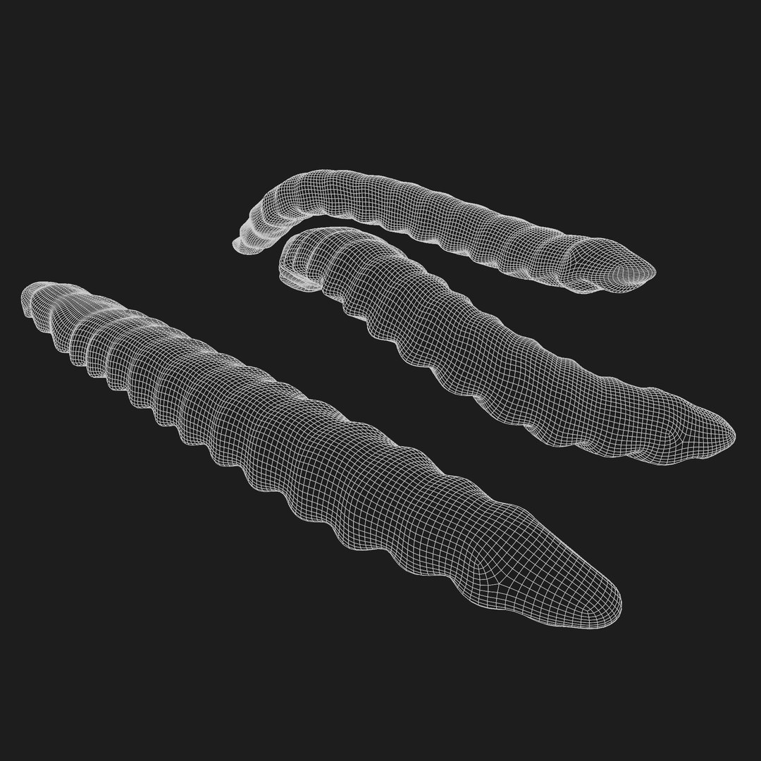 3D Model Worm - TurboSquid 1825706