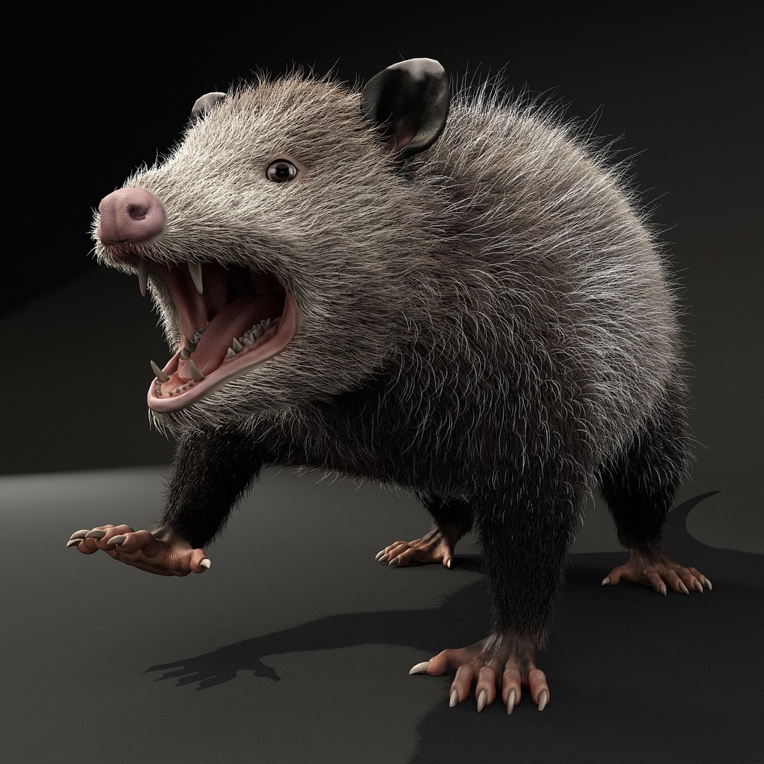 possum fur rigged 3d max