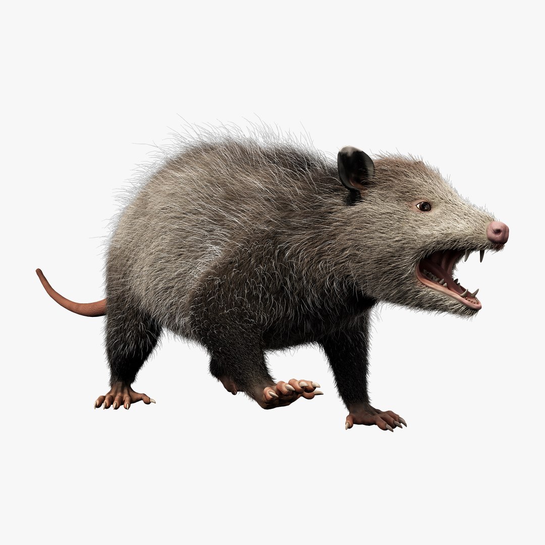 possum fur rigged 3d max