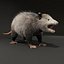 Possum Fur Rigged 3d Max