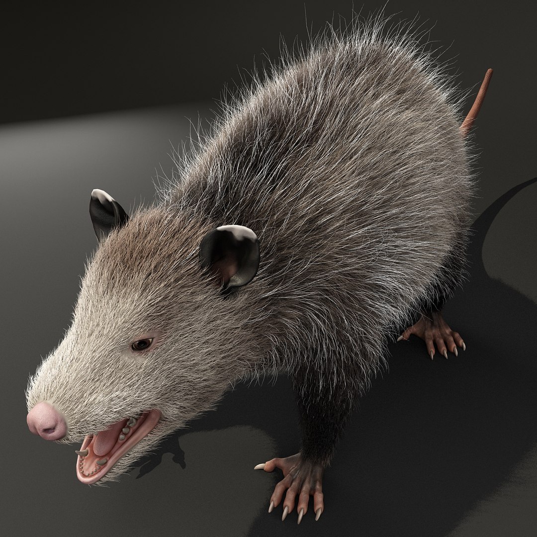 possum fur rigged 3d max