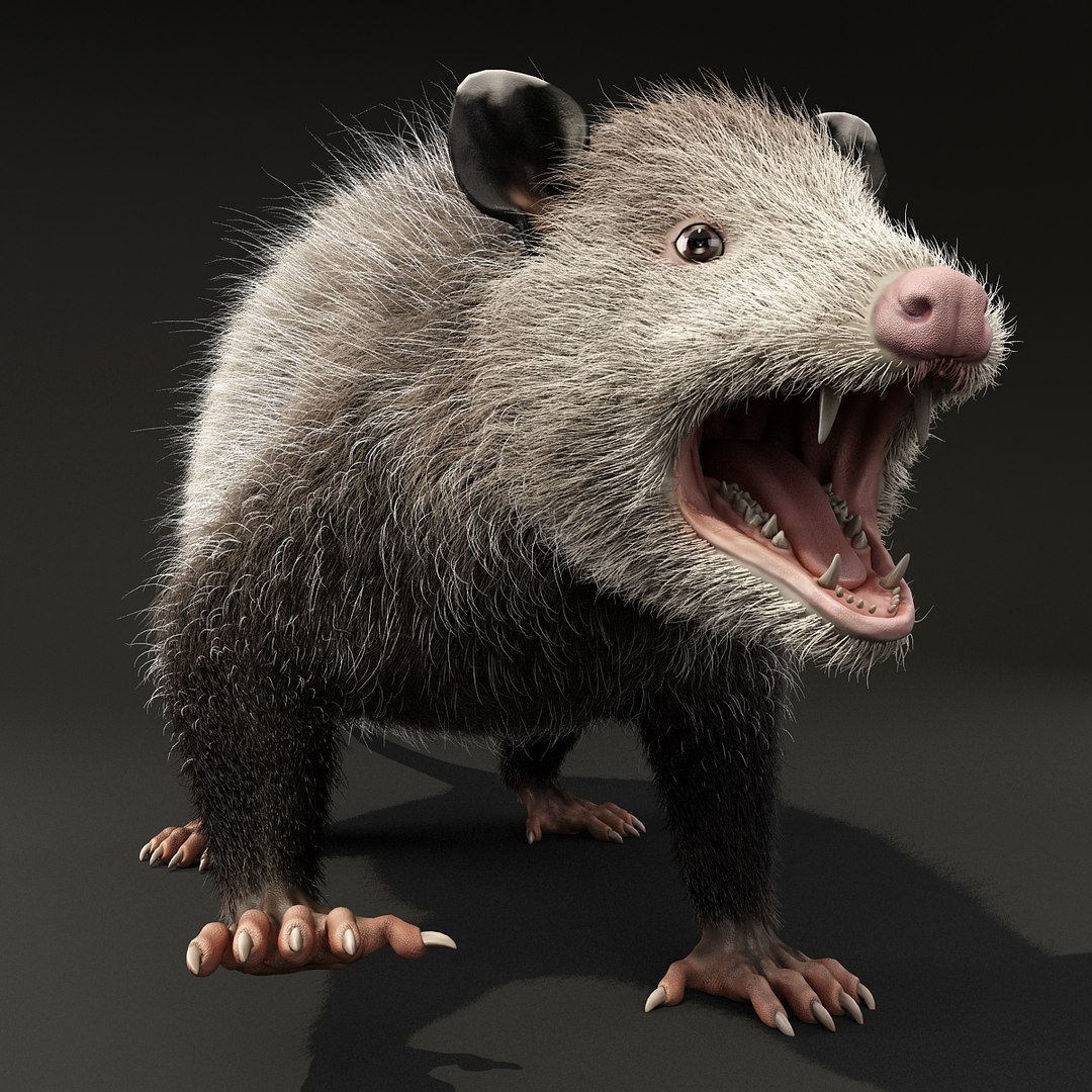 possum fur rigged 3d max