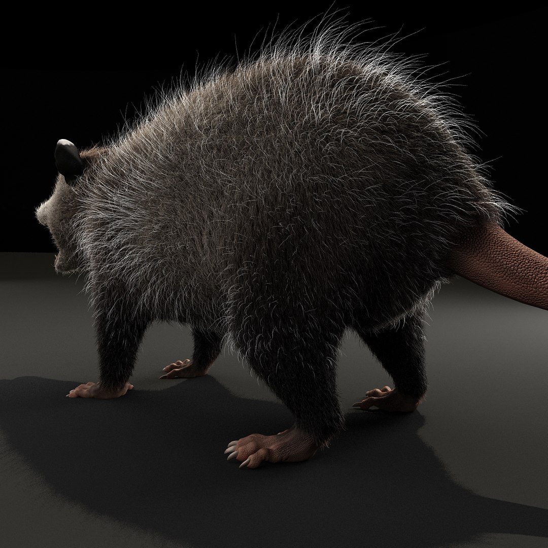 possum fur rigged 3d max