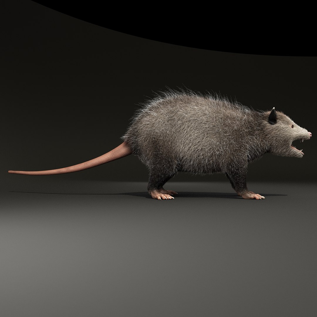 possum fur rigged 3d max