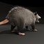 Possum Fur Rigged 3d Max