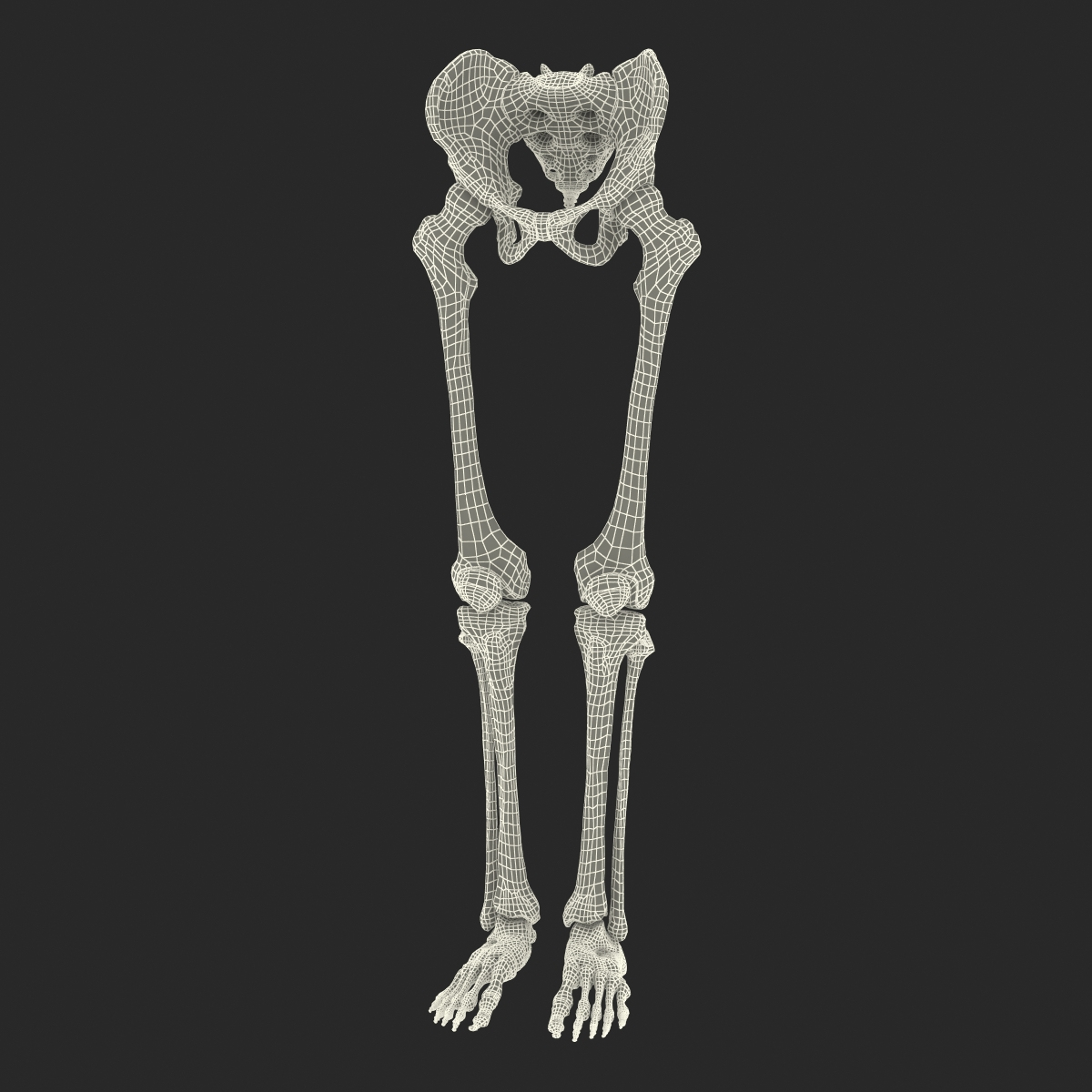3ds human male lower body skeleton