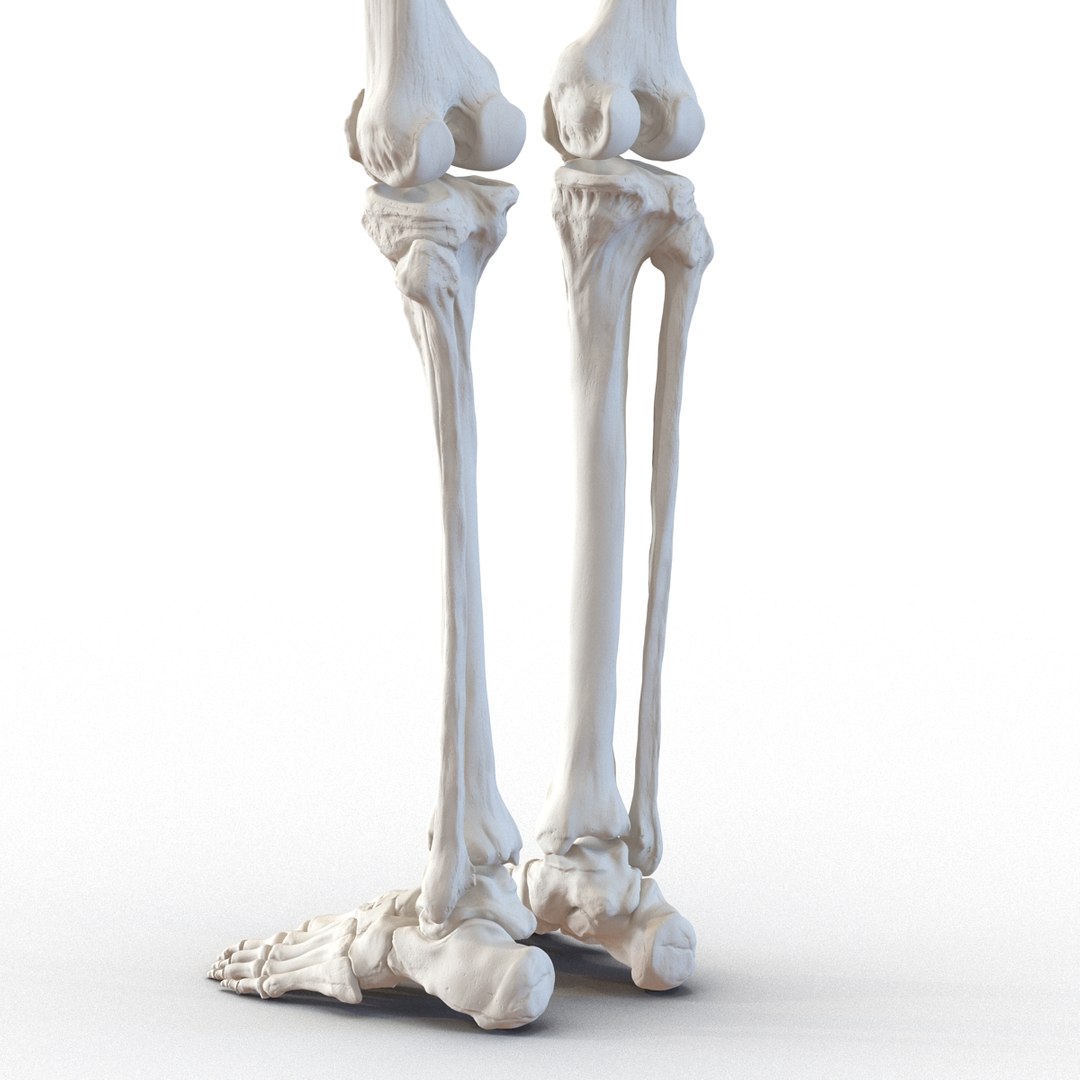 3ds human male lower body skeleton
