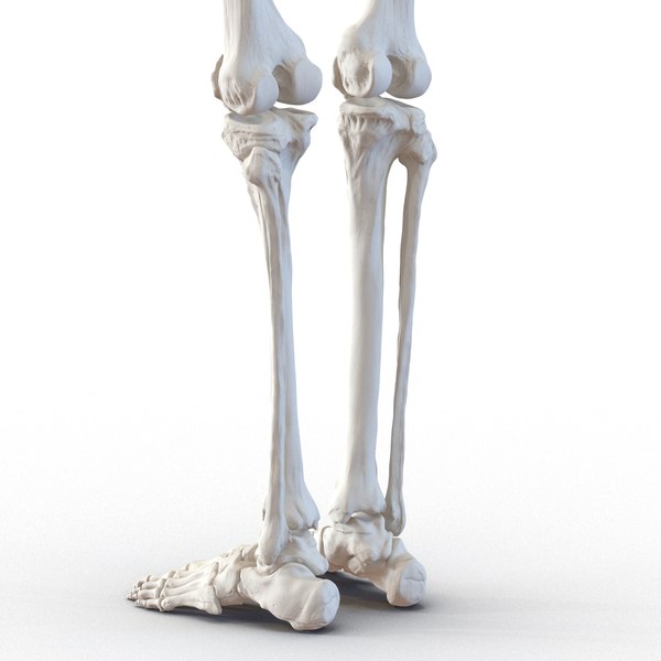 3ds human male lower body skeleton