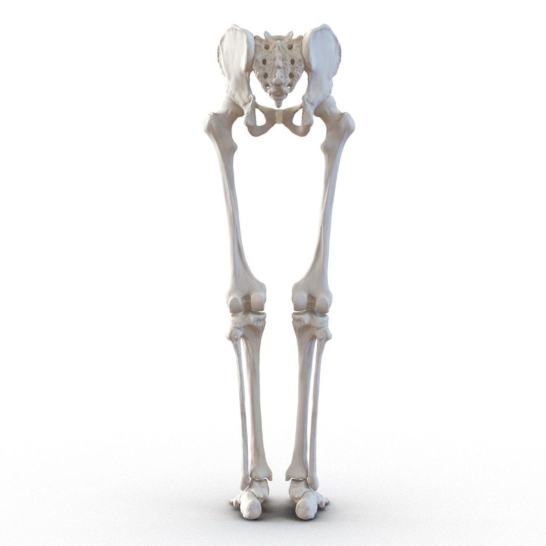 3ds human male lower body skeleton