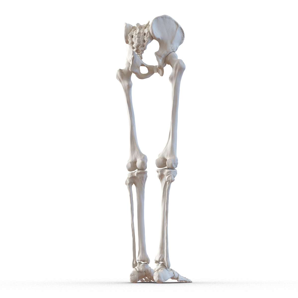 3ds human male lower body skeleton