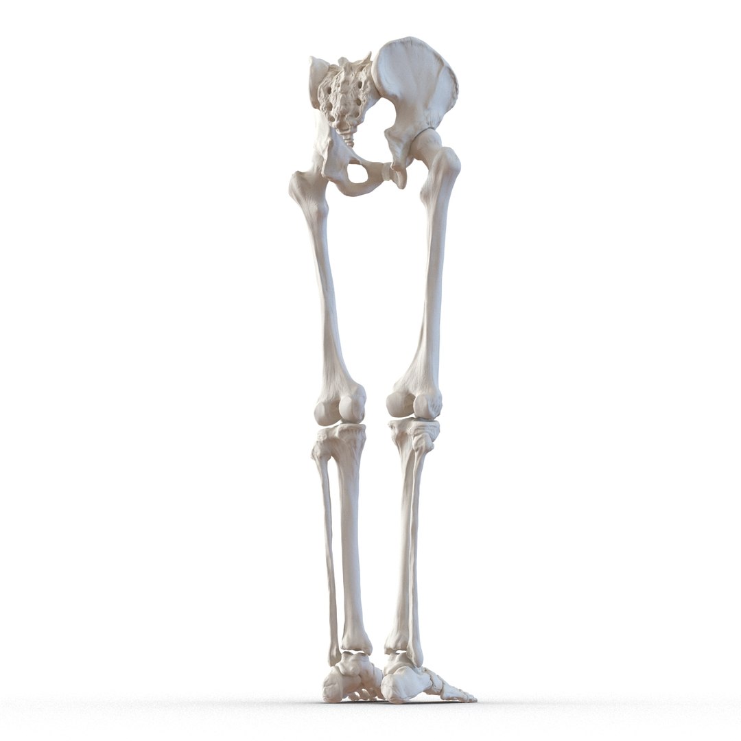 3ds human male lower body skeleton