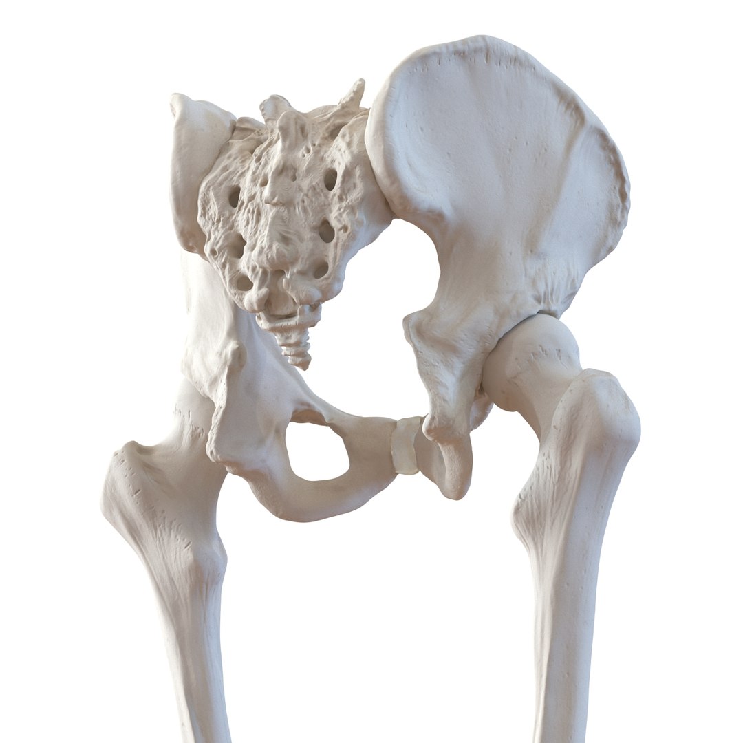 3ds human male lower body skeleton