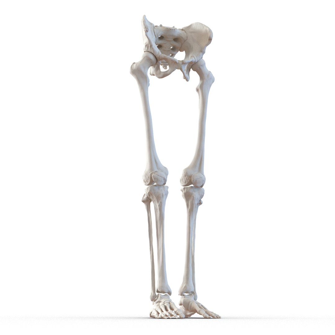 3ds human male lower body skeleton