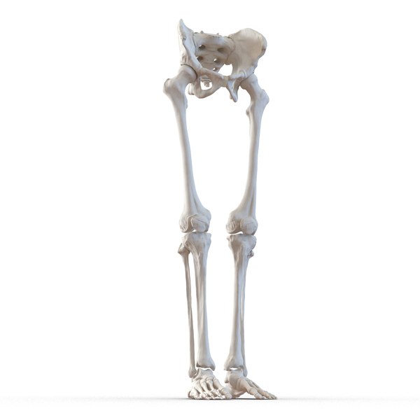 3ds human male lower body skeleton