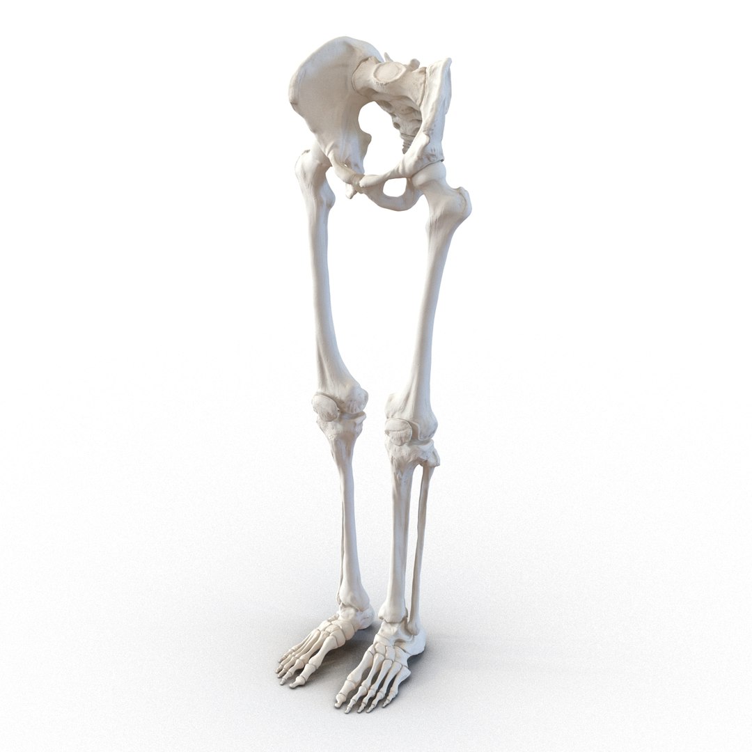 3ds human male lower body skeleton