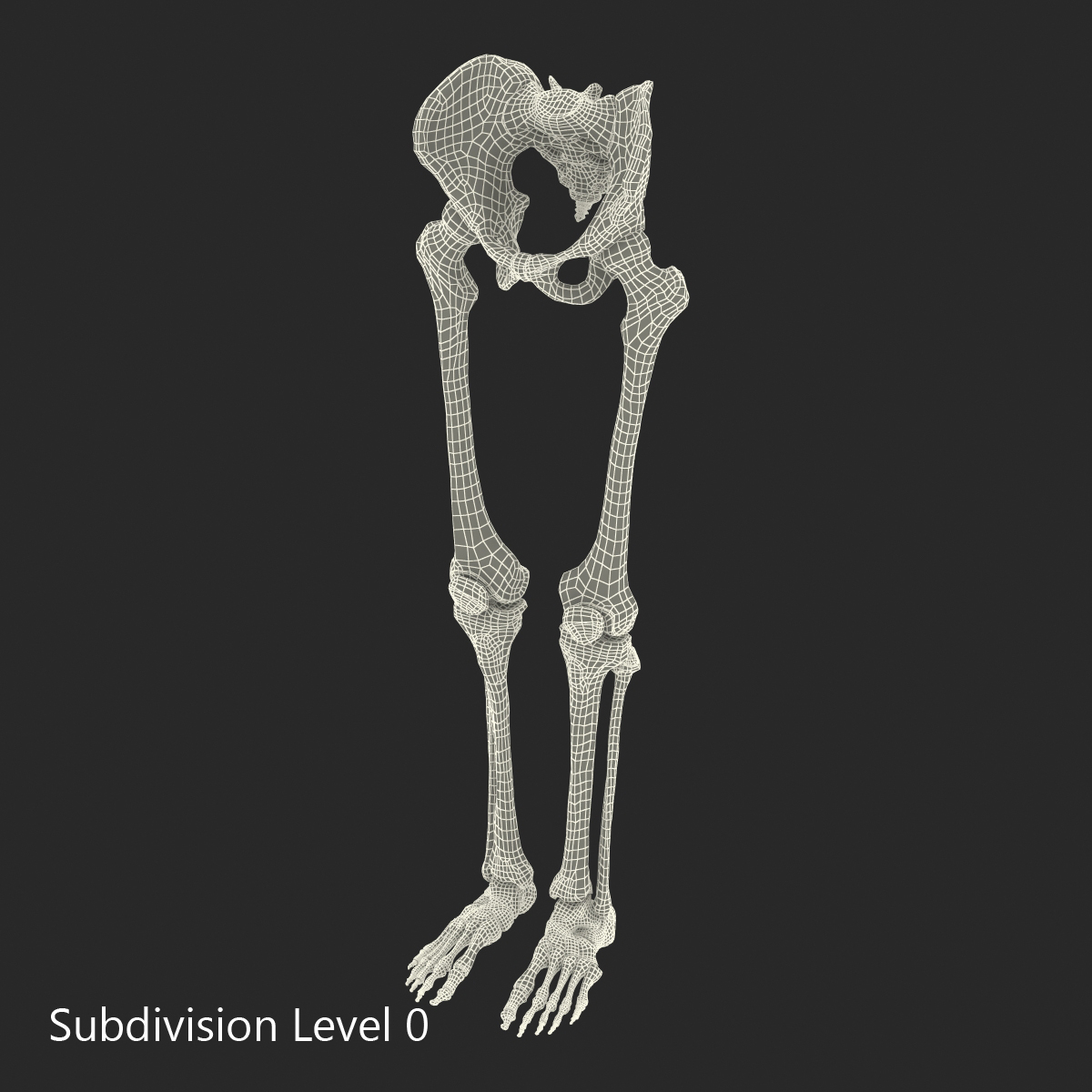 3ds human male lower body skeleton