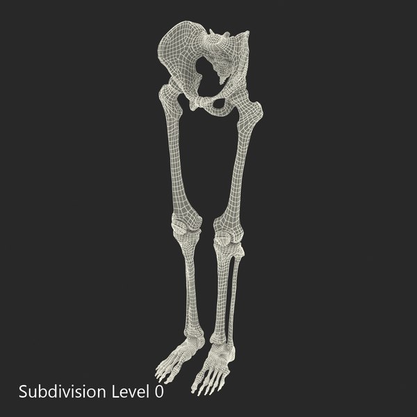 3ds human male lower body skeleton