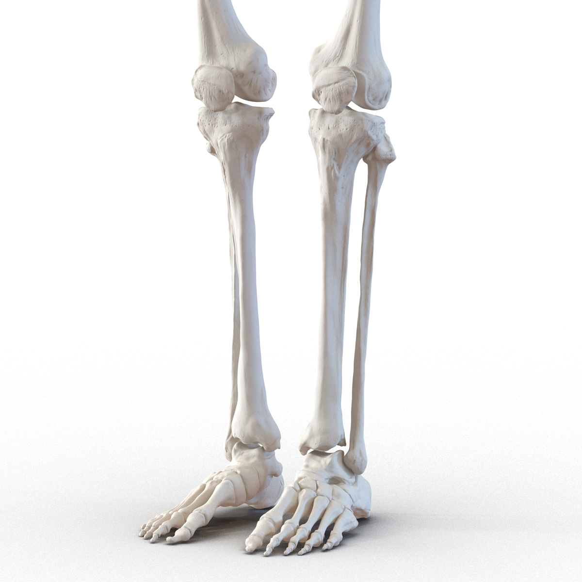 3ds human male lower body skeleton
