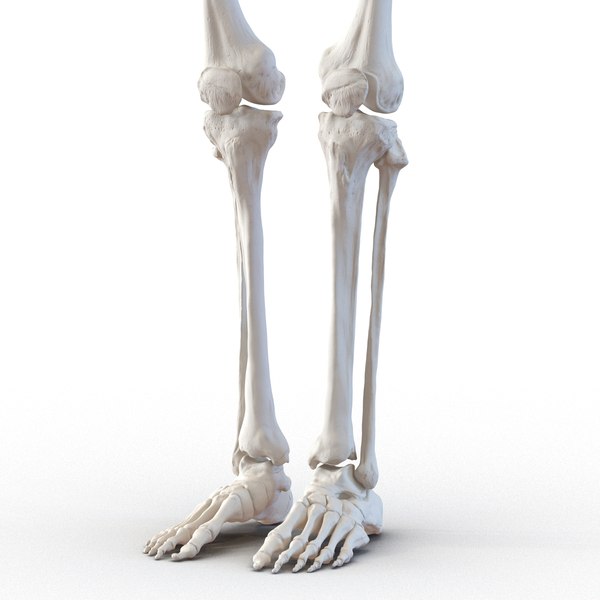 3ds human male lower body skeleton