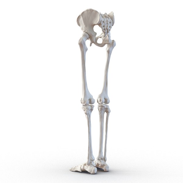 3ds human male lower body skeleton