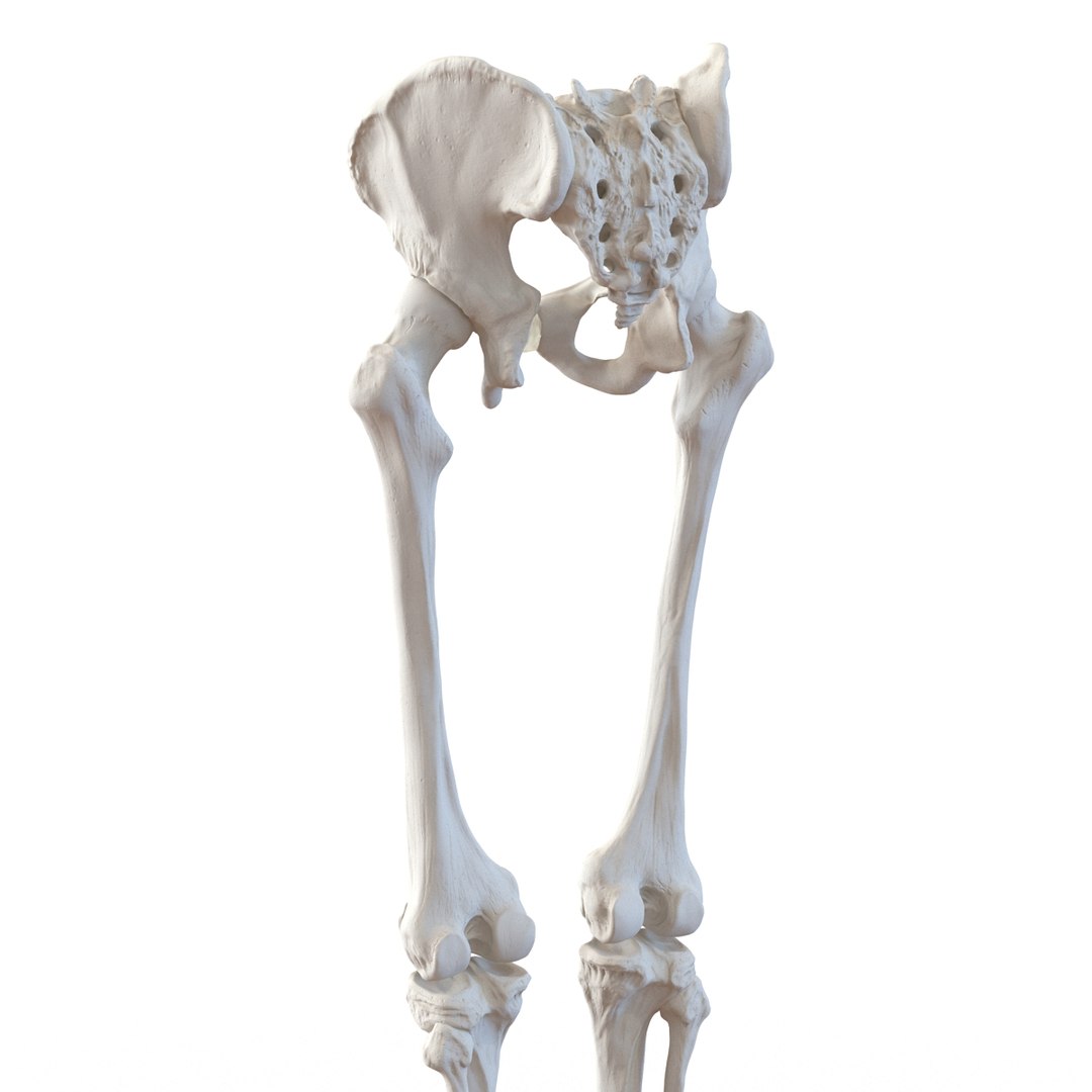 3ds human male lower body skeleton