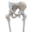 3ds Human Male Lower Body Skeleton