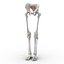 3ds Human Male Lower Body Skeleton