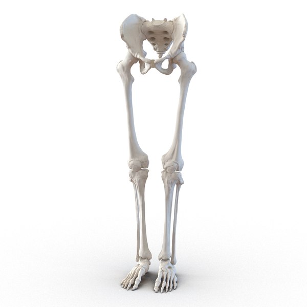 3ds human male lower body skeleton