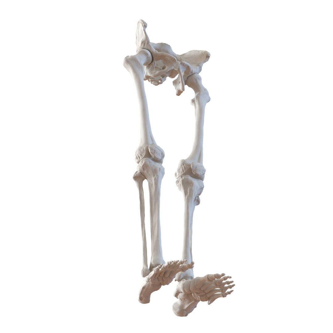 3ds human male lower body skeleton