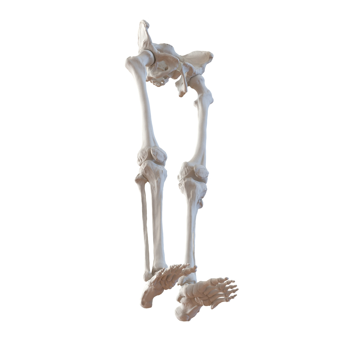 3ds human male lower body skeleton