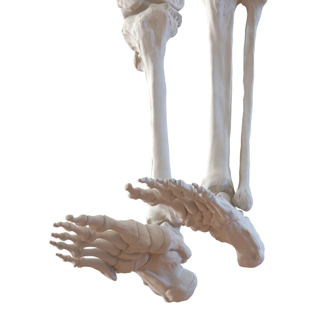 3ds human male lower body skeleton