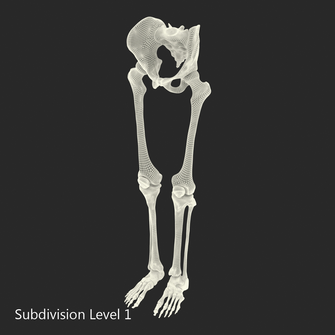 3ds human male lower body skeleton