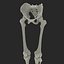 3ds Human Male Lower Body Skeleton