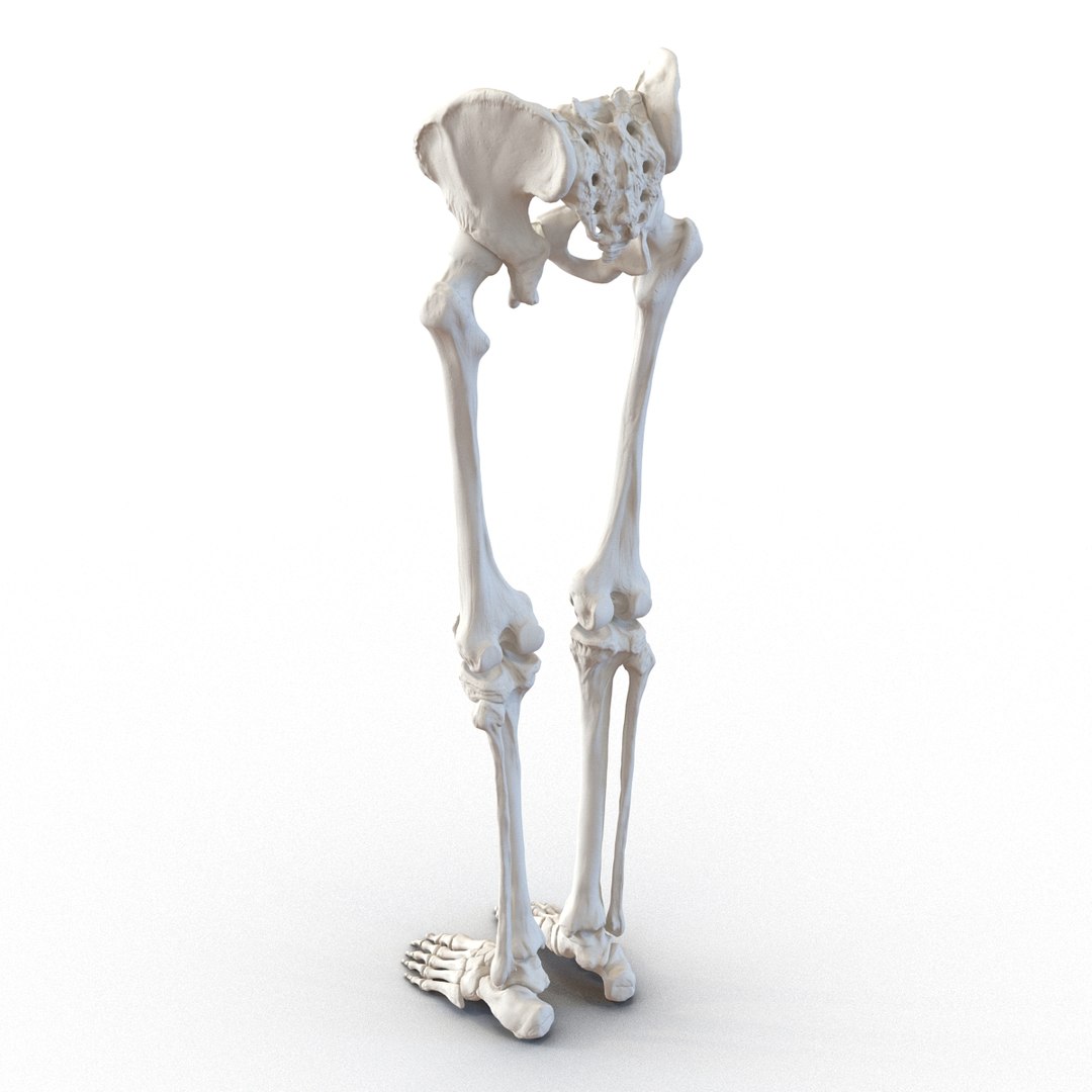 3ds human male lower body skeleton