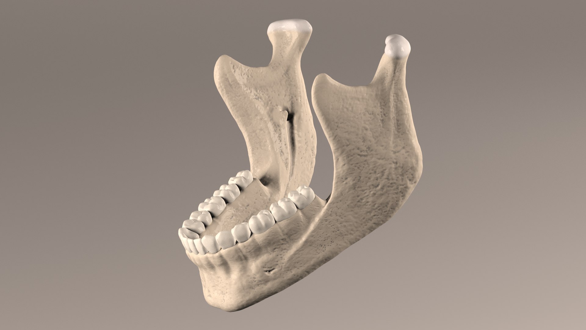 Lower Jaw With Lower Teeth Model - TurboSquid 1909201