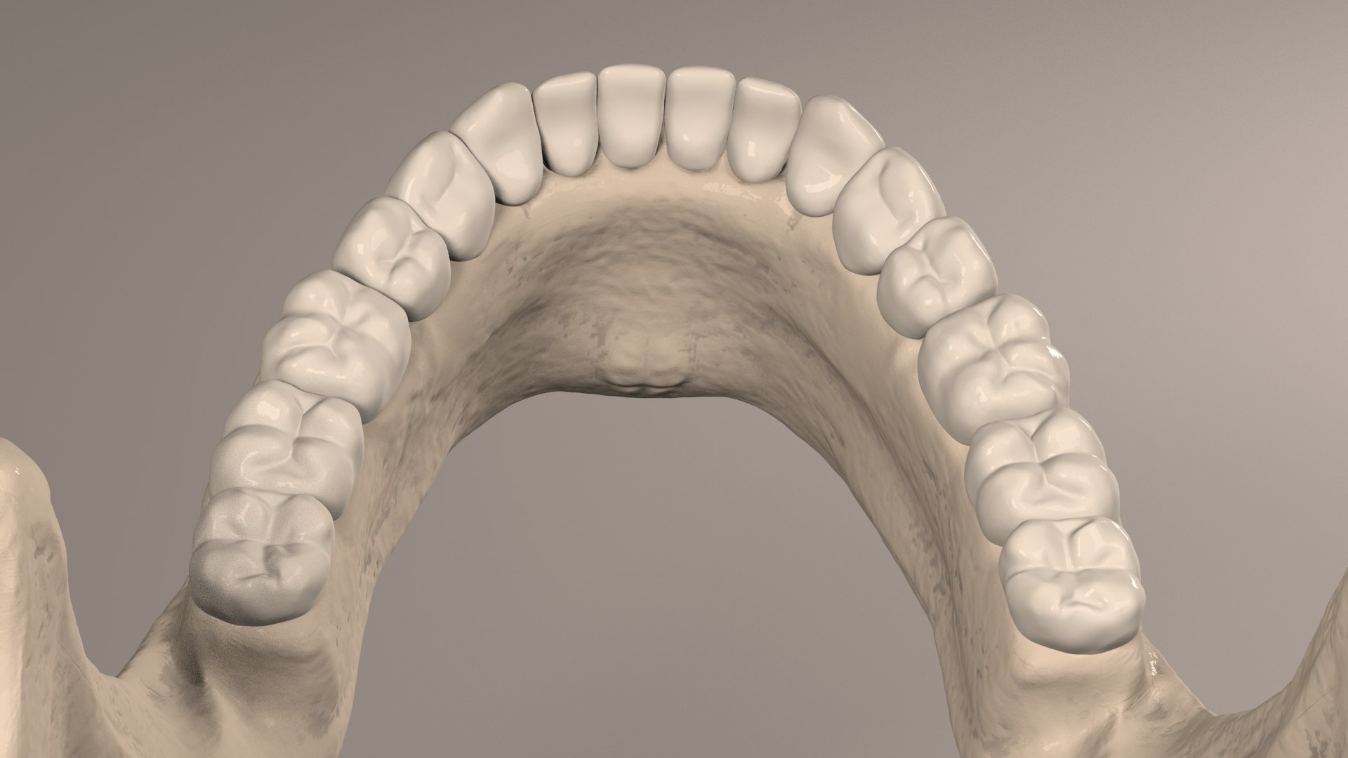 Lower Jaw With Lower Teeth Model - TurboSquid 1909201