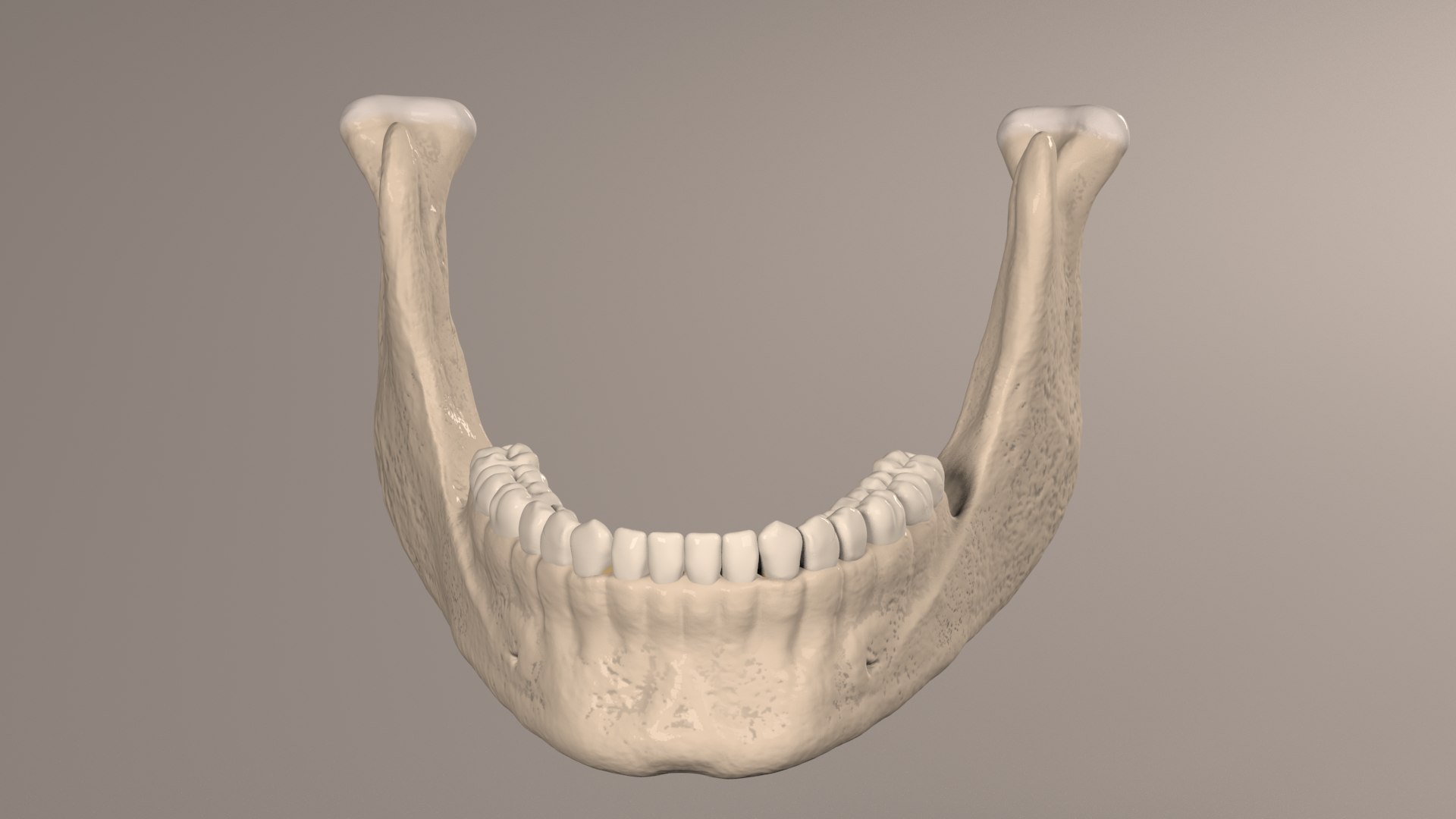 Lower Jaw With Lower Teeth Model - TurboSquid 1909201
