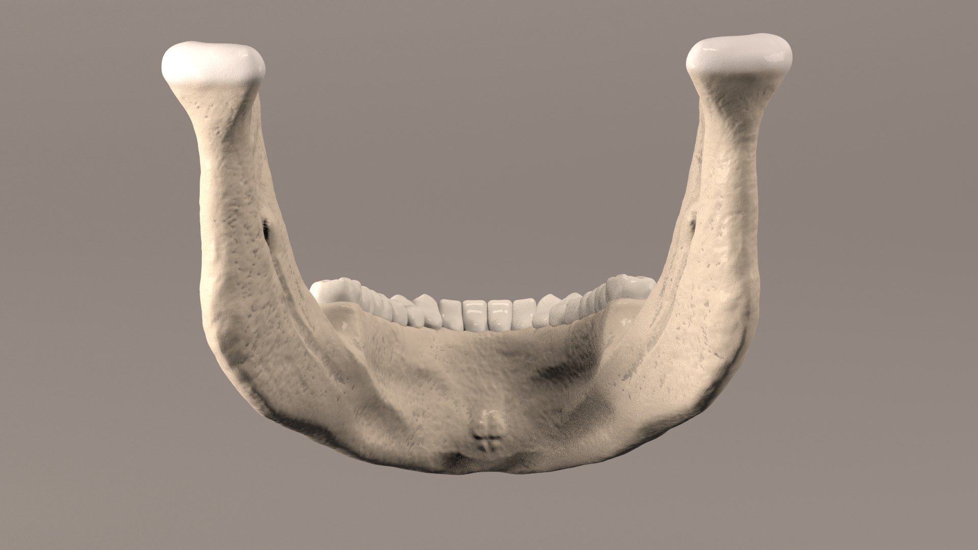 Lower Jaw With Lower Teeth Model - TurboSquid 1909201