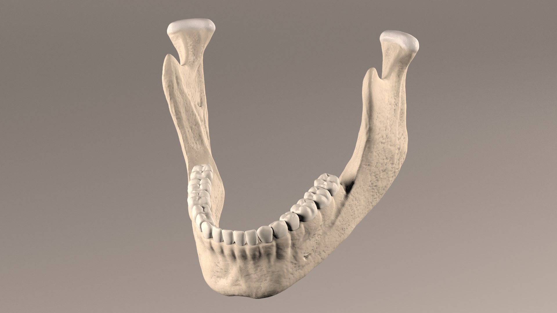 Lower Jaw With Lower Teeth Model - TurboSquid 1909201