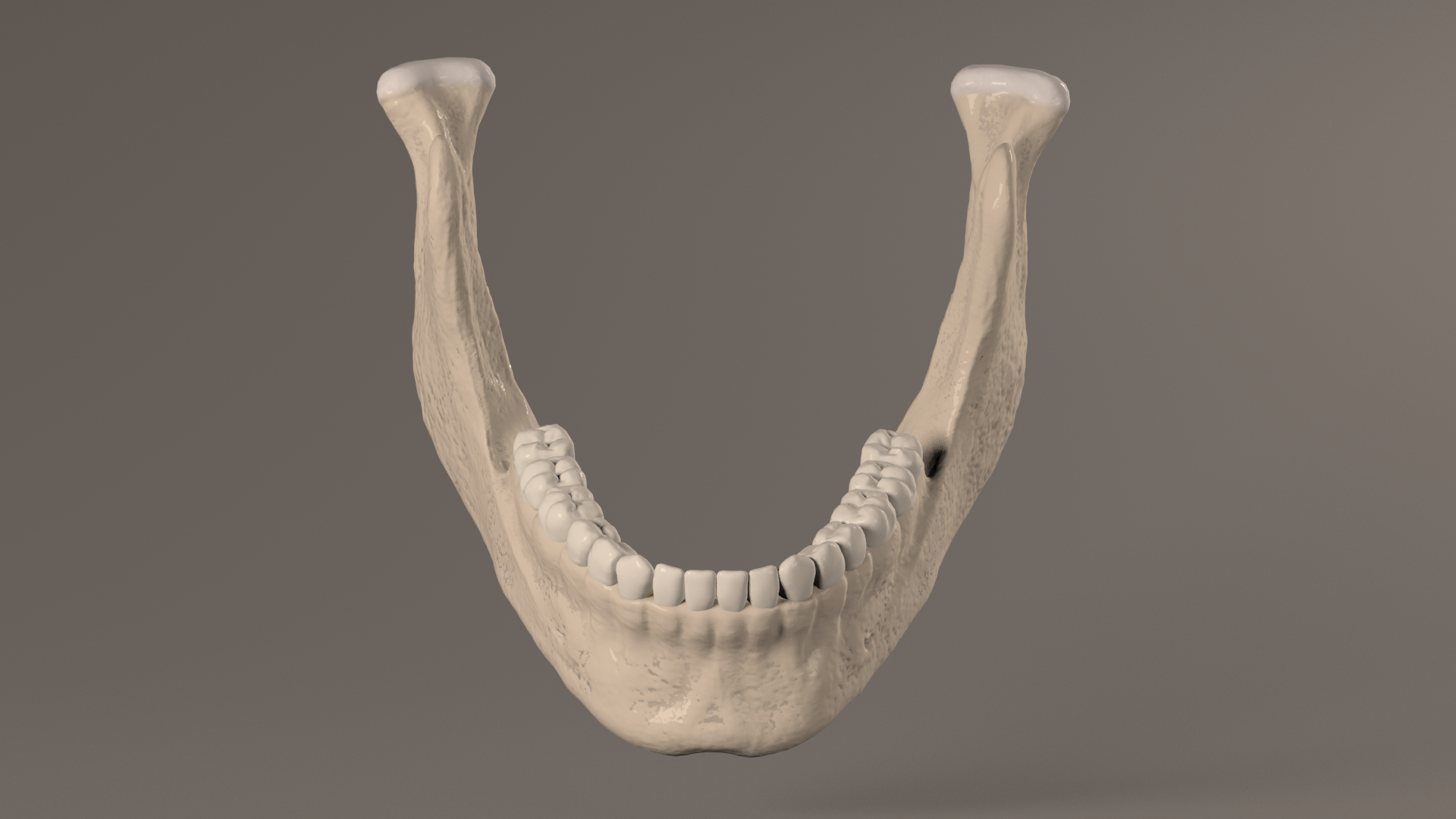 Lower Jaw with Lower Teeth model - TurboSquid 1909201