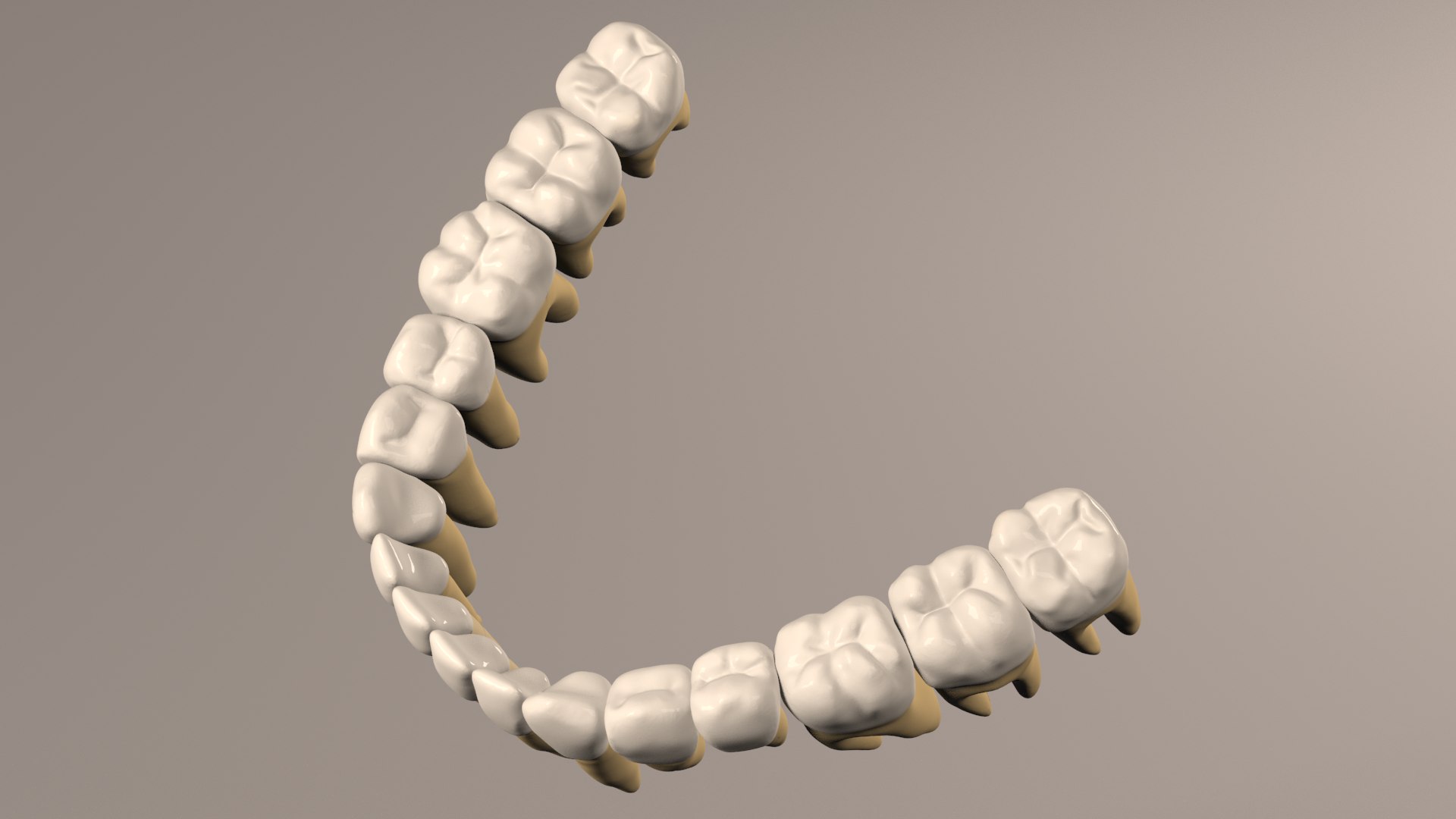 Lower Jaw With Lower Teeth Model - TurboSquid 1909201