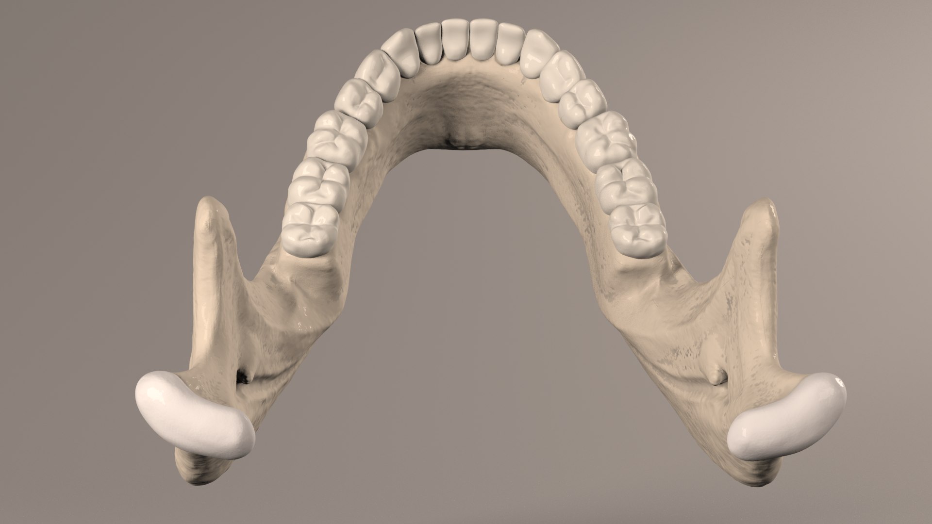 Lower Jaw With Lower Teeth Model - TurboSquid 1909201