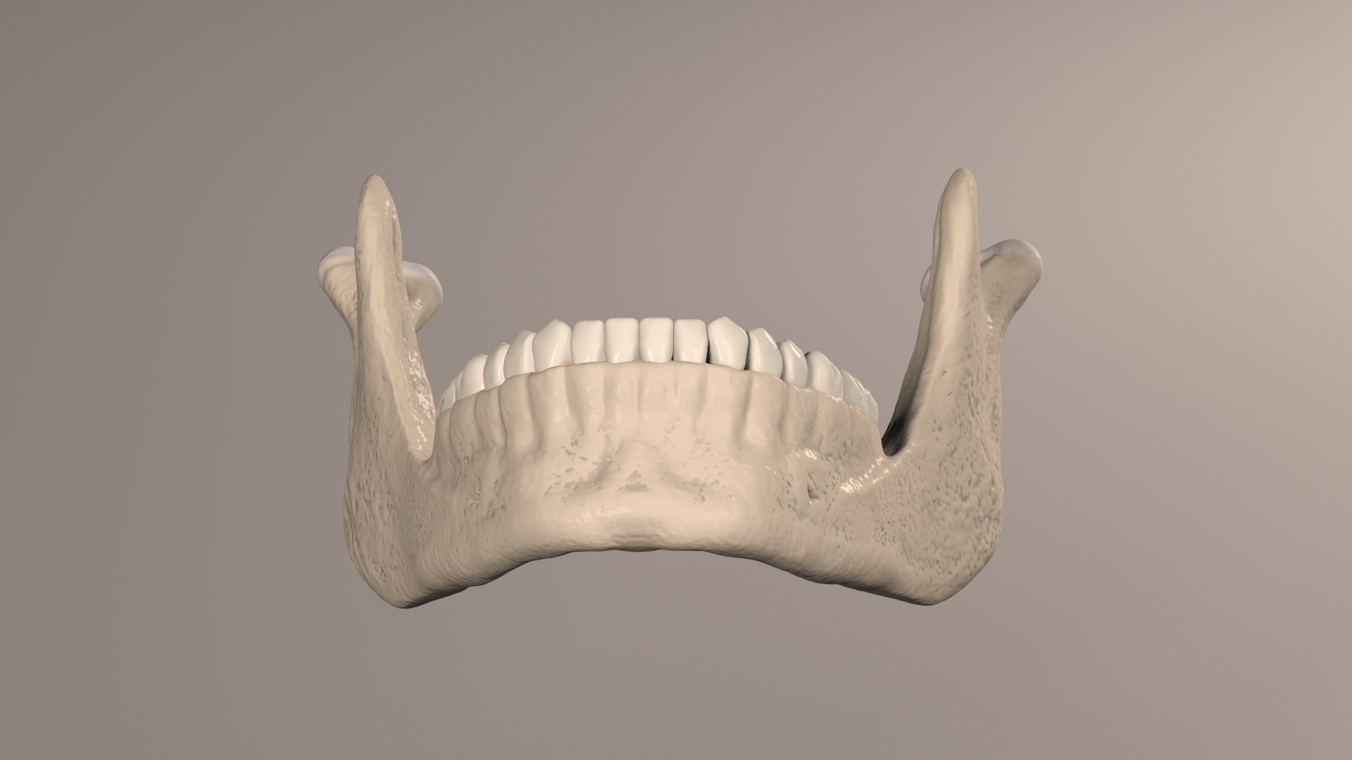 Lower Jaw With Lower Teeth Model - TurboSquid 1909201